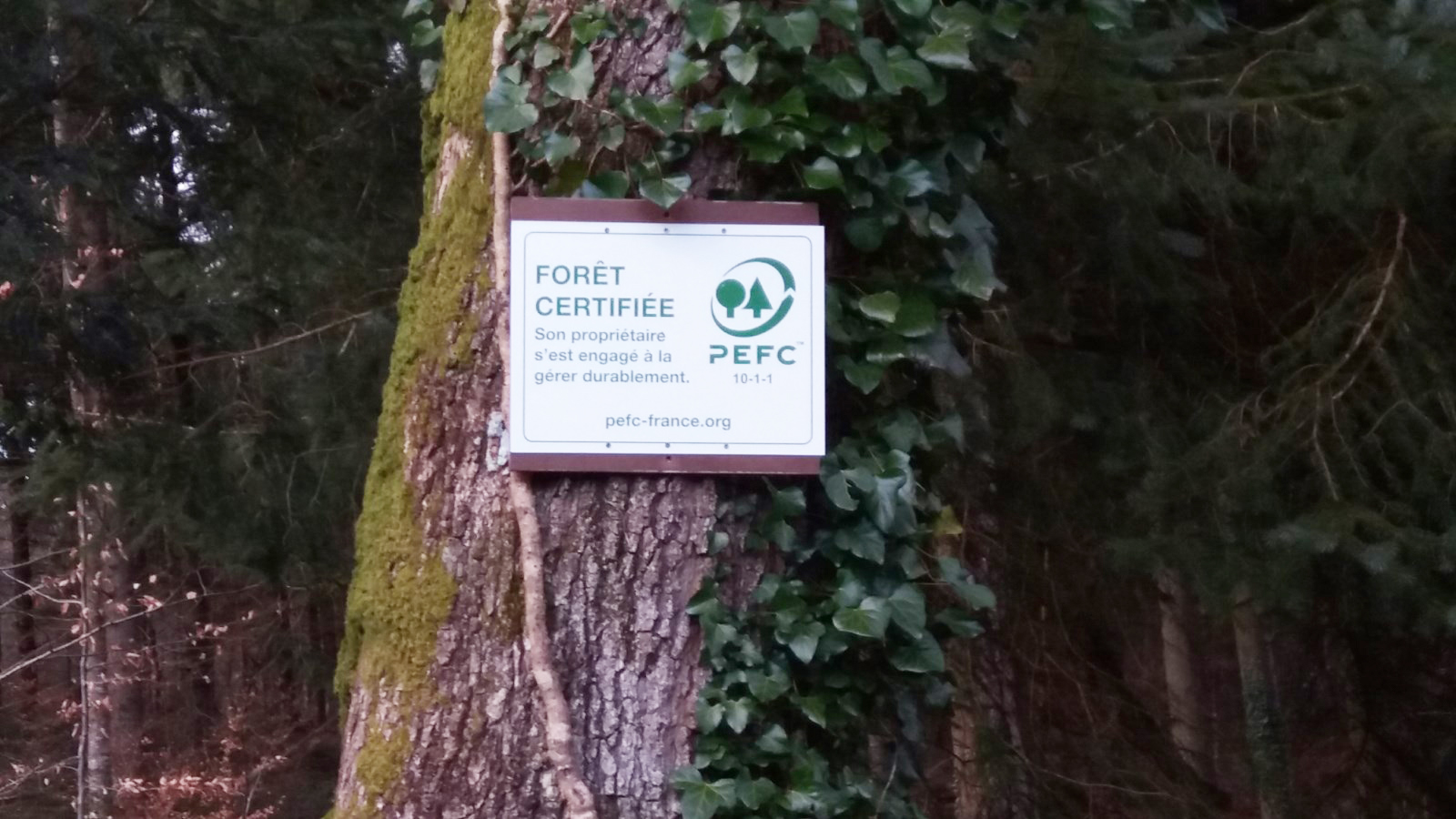 Webinaire PEFC France sur la mise en œuvre du nouveau standard PEFC RED ...